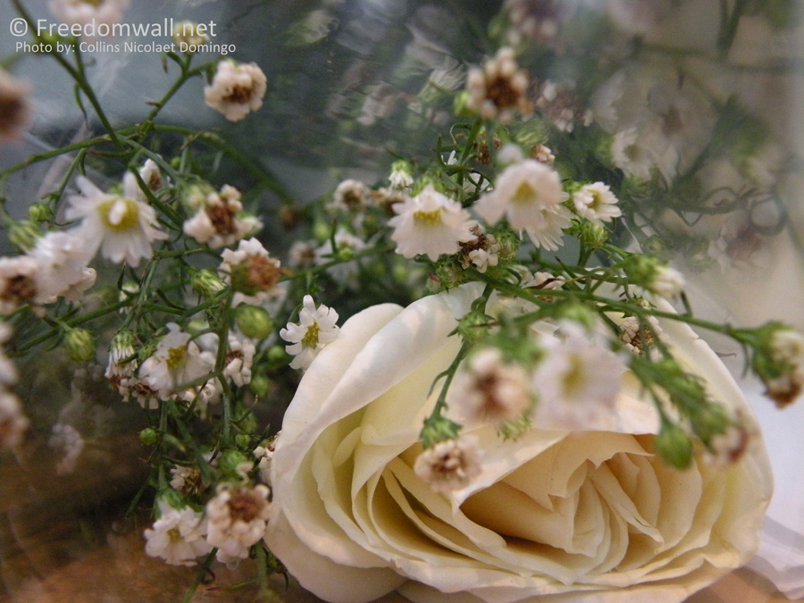 Roses - Freedom Wall