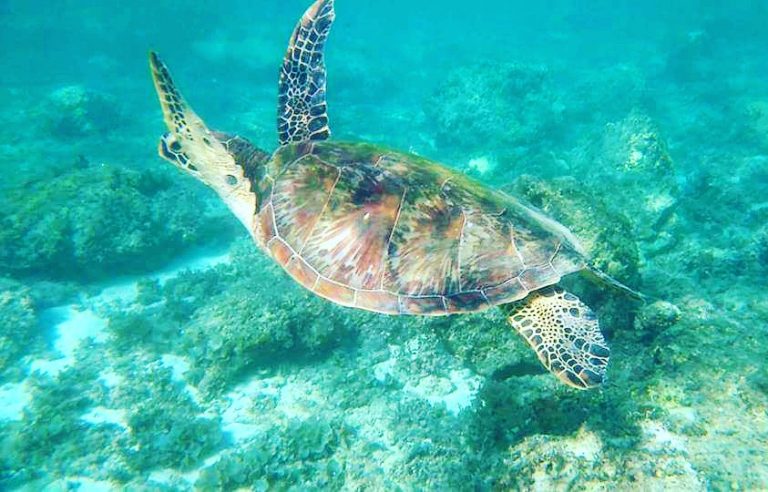 Moalboal Travel Guide: Home of Cebu's Famed Underwater Wonders ...