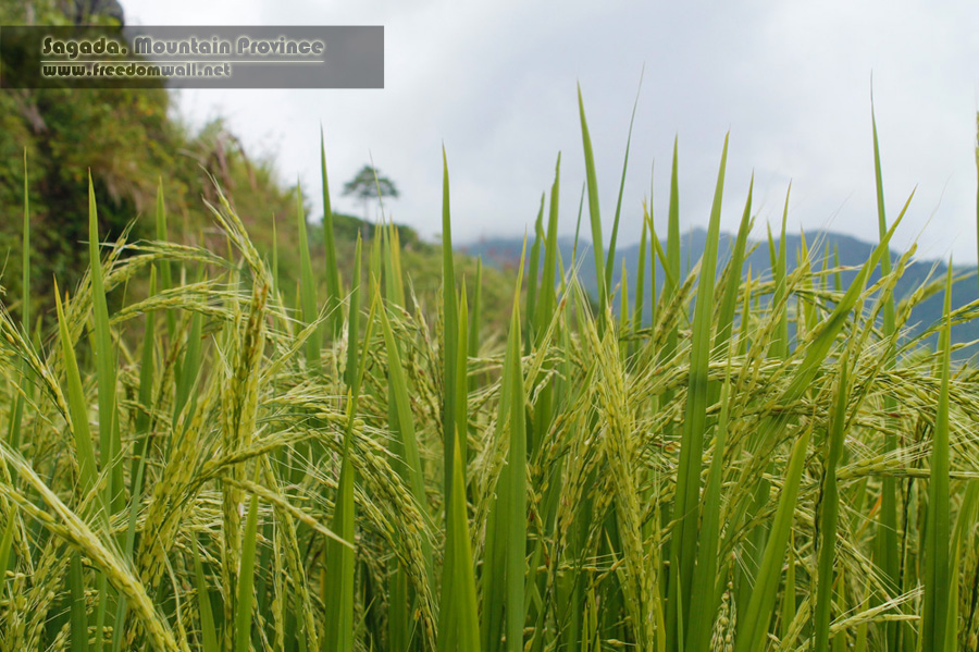 Travel Log: Day 1 - Traversing Baguio-Sagada Crooked Road and Trekking ...