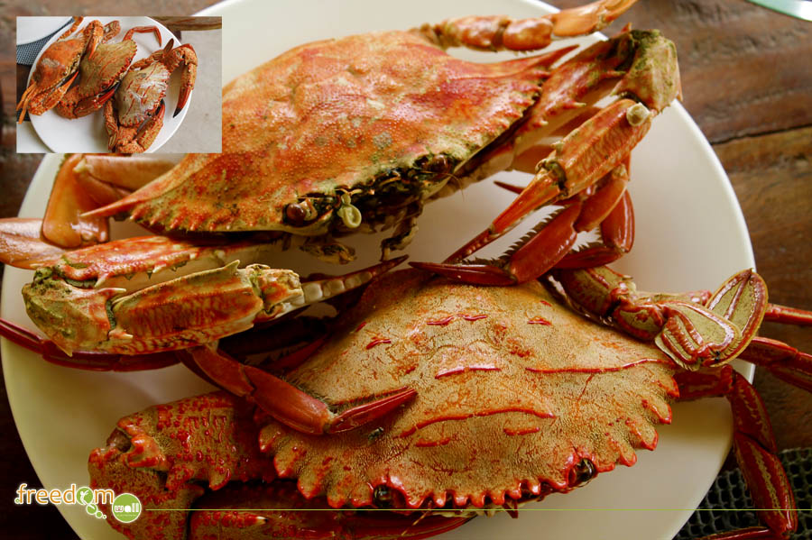 Scallop and Seafood Feast at Isla de gigantes | Freedom Wall
