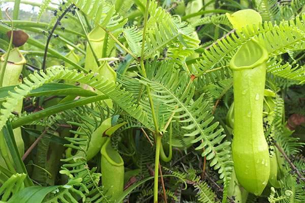 The Rolling Hills of Mararison Island: A Travel Guide | Freedom Wall