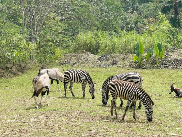 Cebu Safari Travel Guide: Experience the wild | Freedom Wall